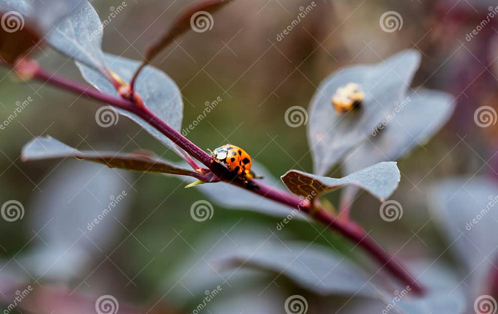 Twelve-spotted Ladybug on a Bush Leaf. Stock Photo - Image of nature ...