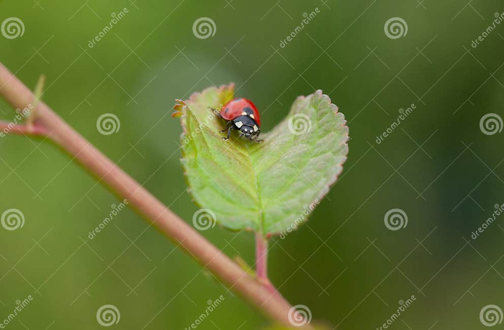Twelve-spotted Ladybug on a Bush Leaf Stock Photo - Image of zoology ...