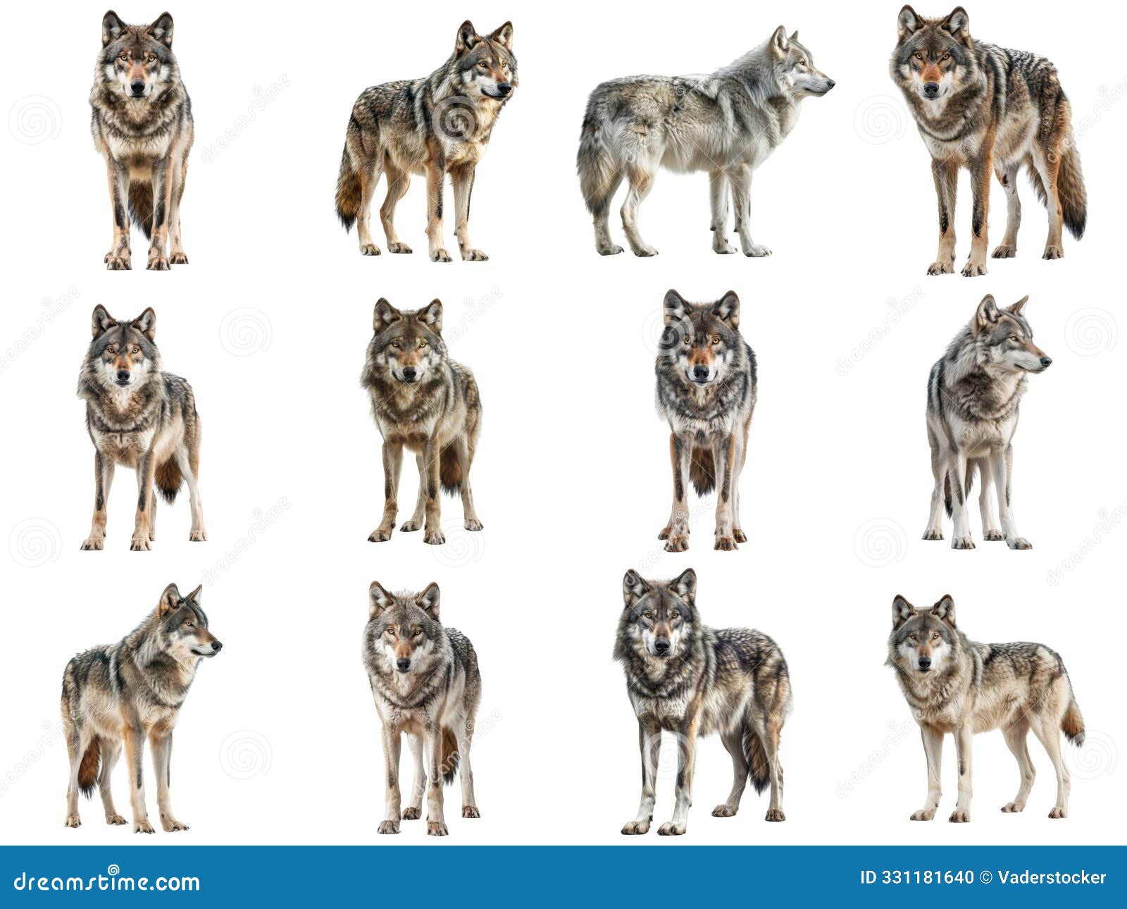 Twelve Wolves Posing in Various Stances Against Stock Illustration ...