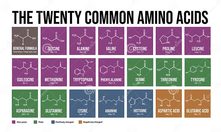The Twenty Common Amino Acids Stock Vector - Illustration of ...