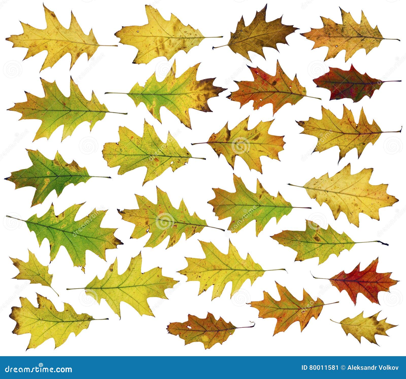 Twenty Five Autumn Oak Leaves Stock Image - Image of nature, object ...