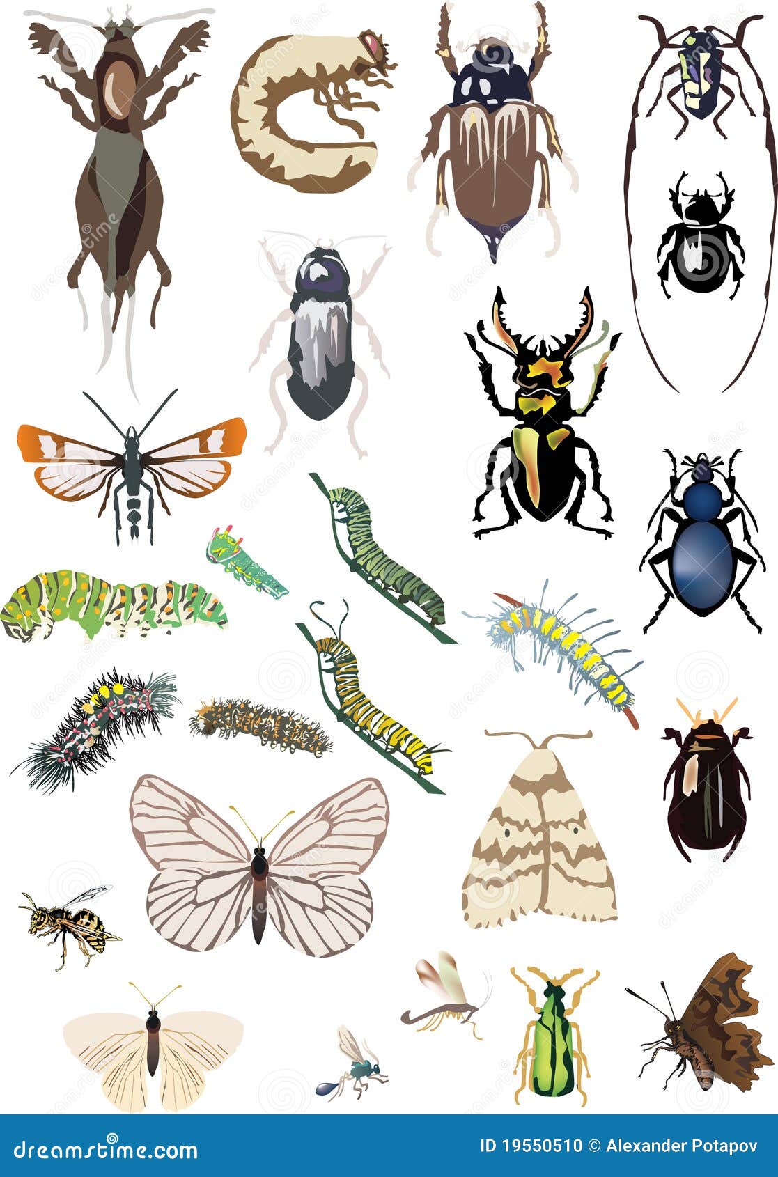 Twenty Five Color Insects Collection Stock Vector - Illustration of ...