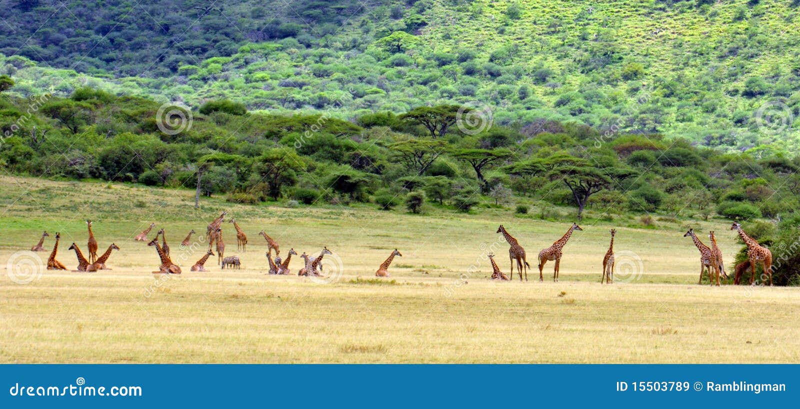 Twenty Seven Giraffes stock image. Image of safari, tanzania - 15503789
