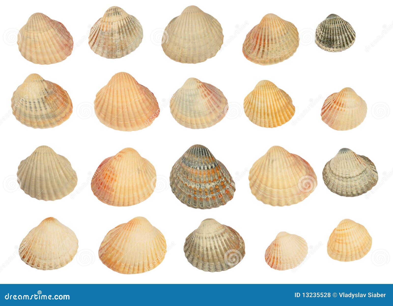 Twenty shells stock photo. Image of seaside, object, ocean - 13235528