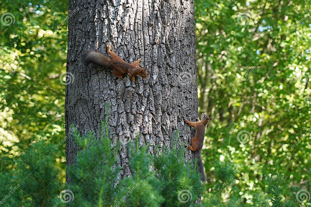 Twi Squirrels Chasing Each Other on a Tree Stock Photo - Image of ...