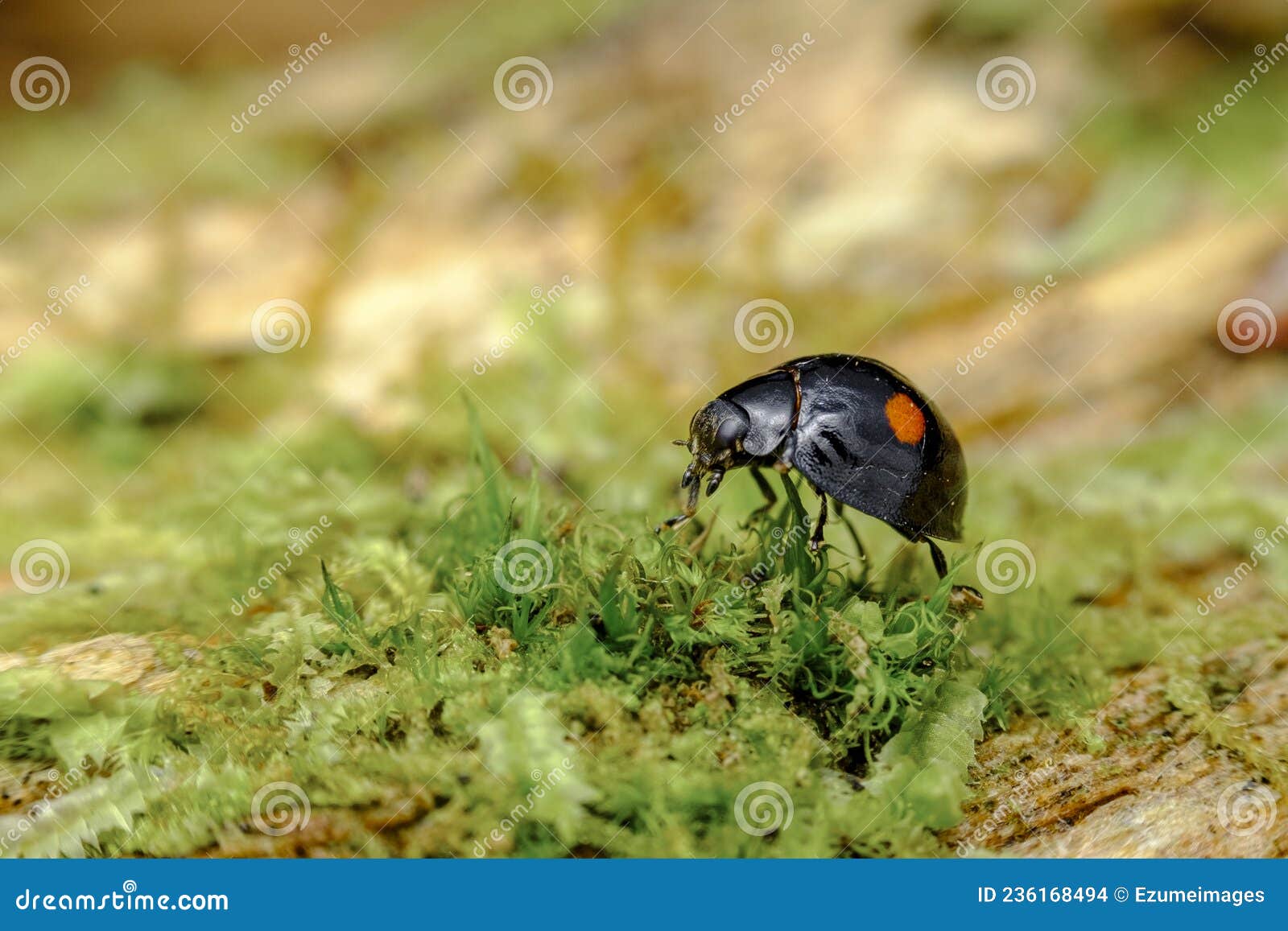 Twice Stabbed Lady Beetle Macro Stock Photo - Image of closeup, lady ...