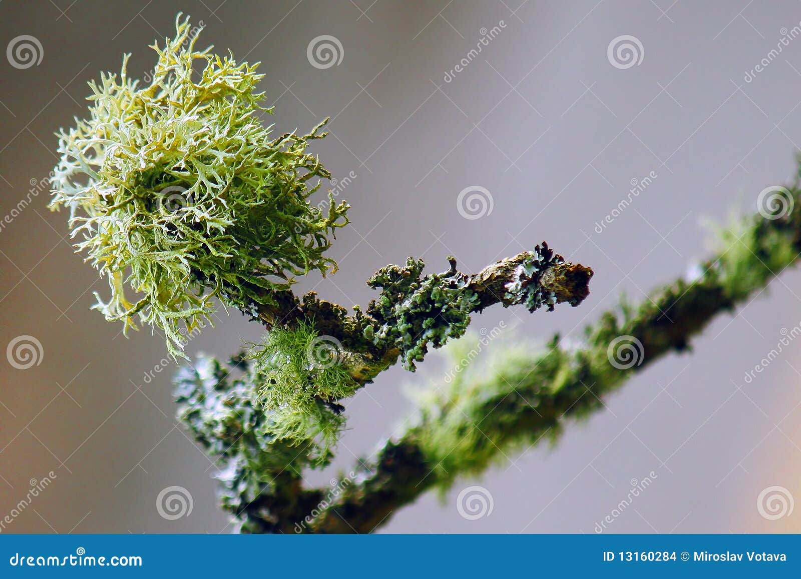 Twig stock photo. Image of botany, wood, detail, macro - 13160284