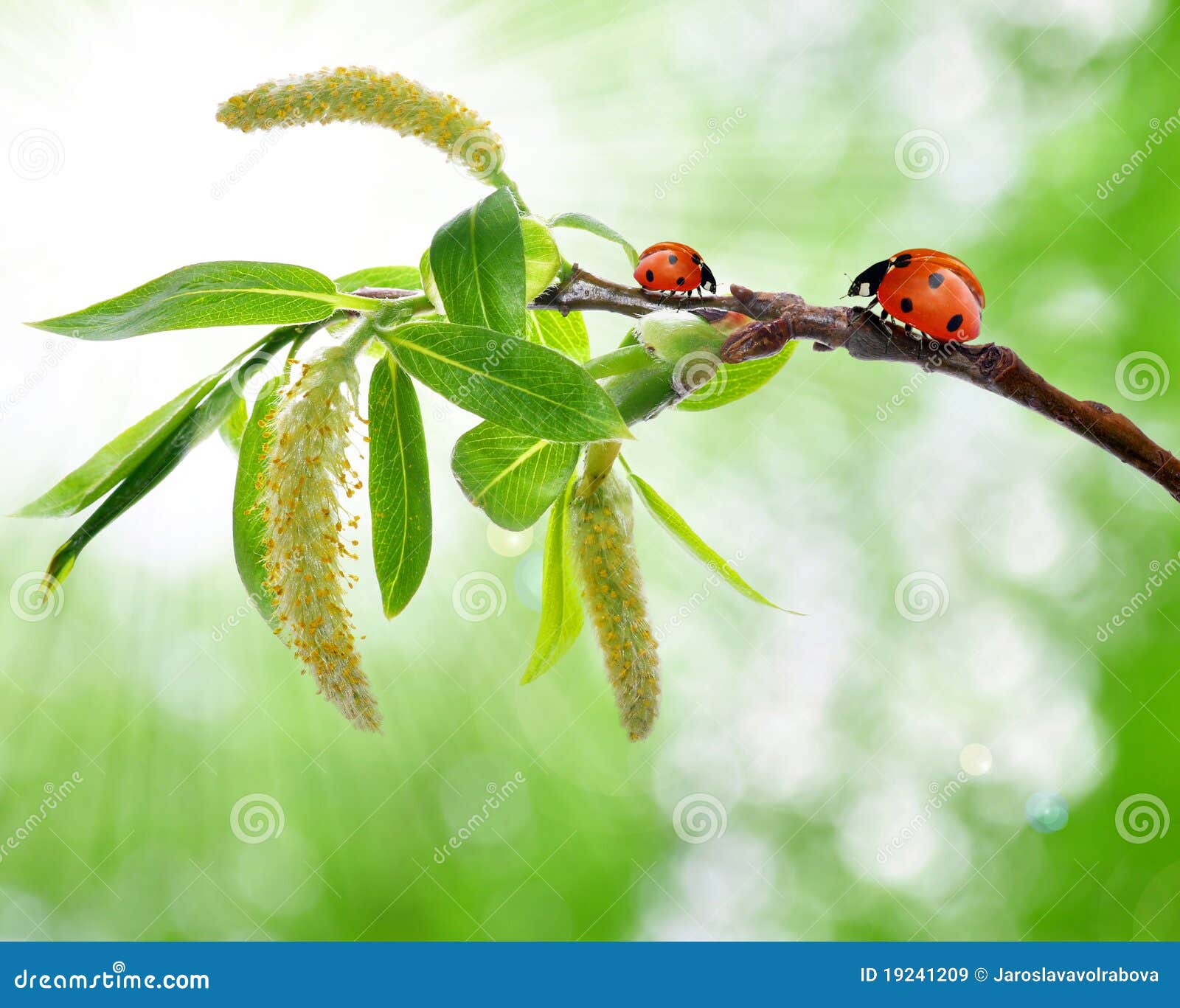 Twig stock image. Image of sunlight, animal, environment - 19241209