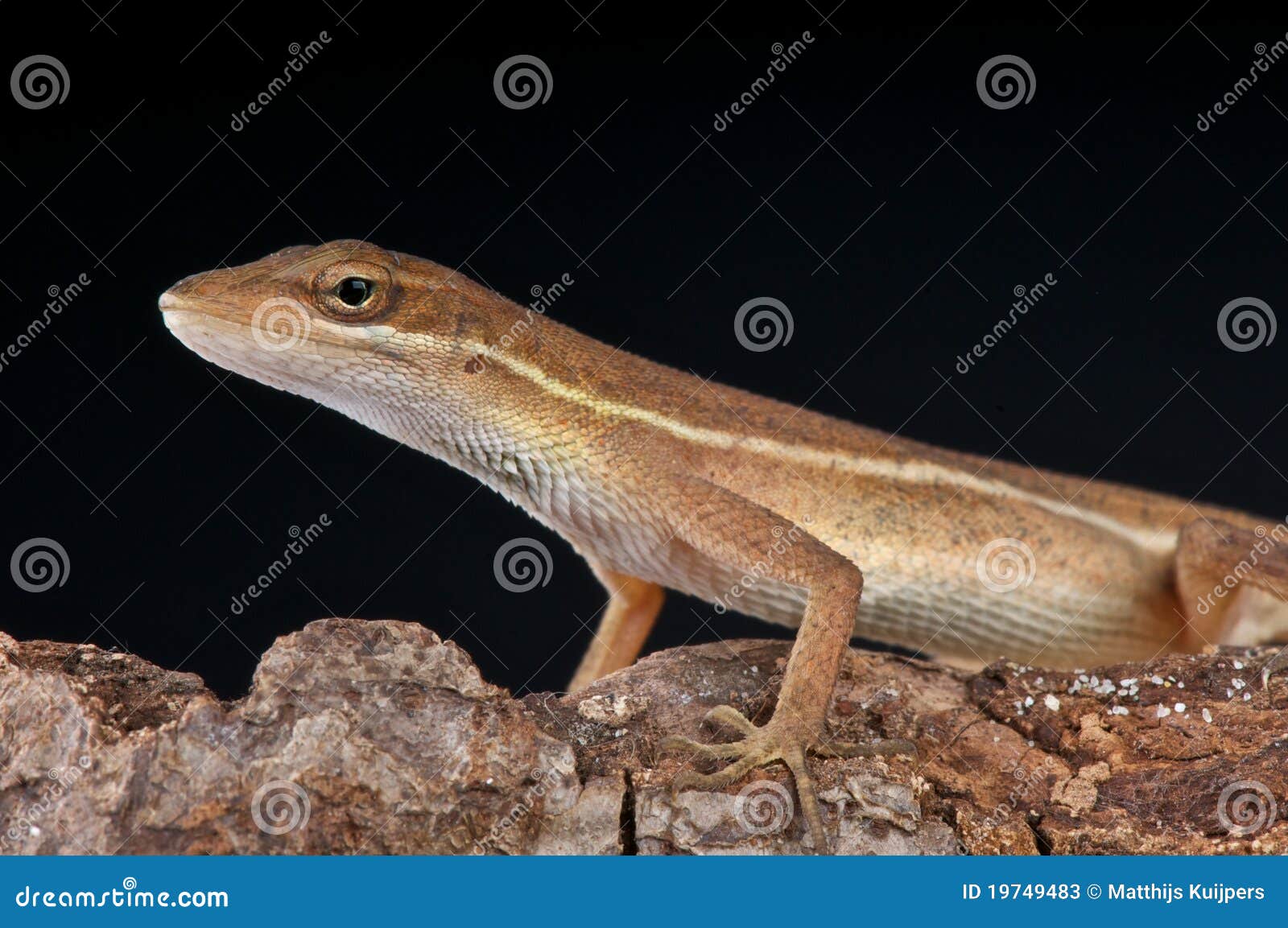 Twig anole stock image. Image of surinam, lizards, diurnal - 19749483