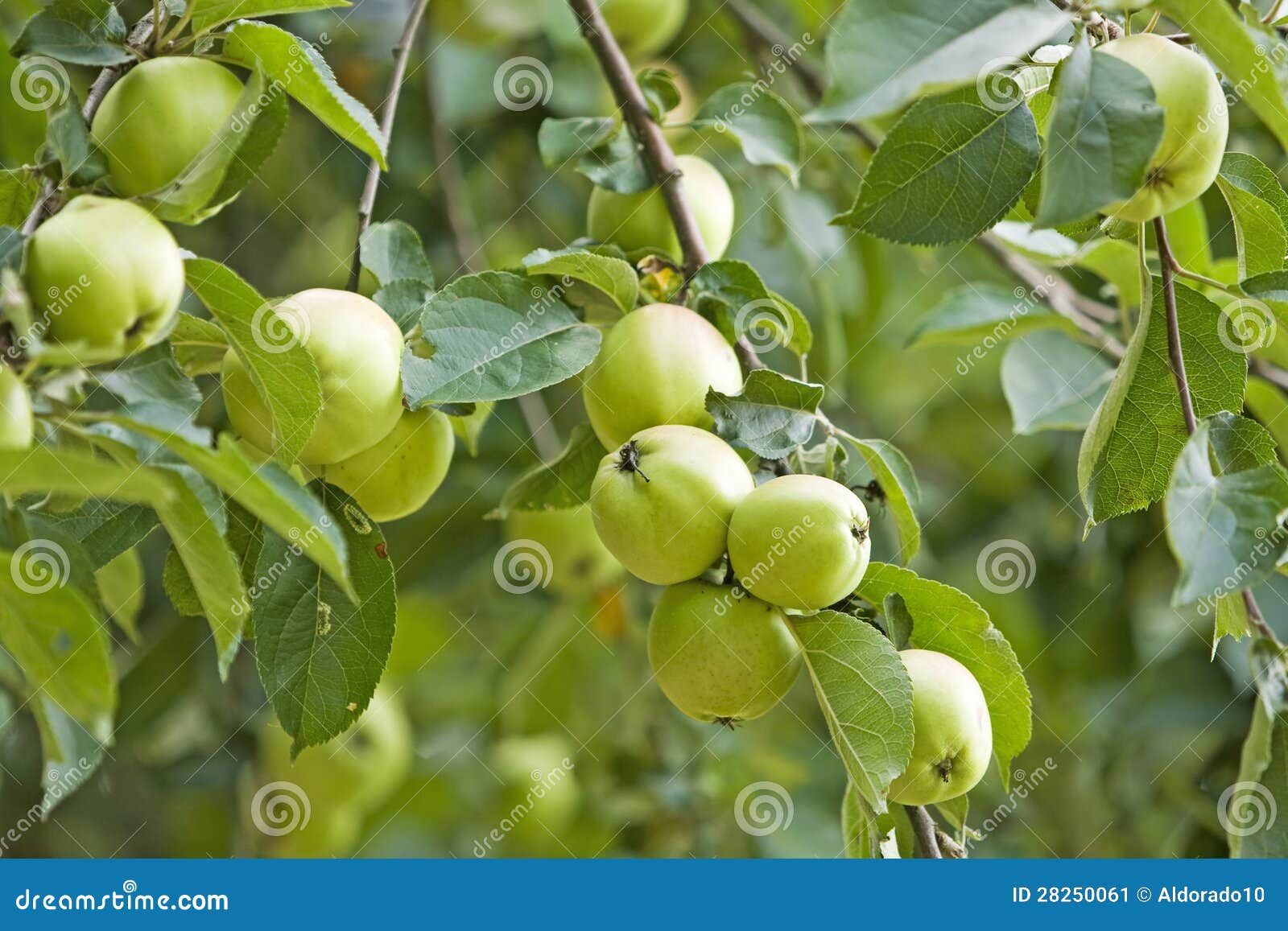 Twig of an Apple Tree with Green Fruits Stock Image - Image of food ...