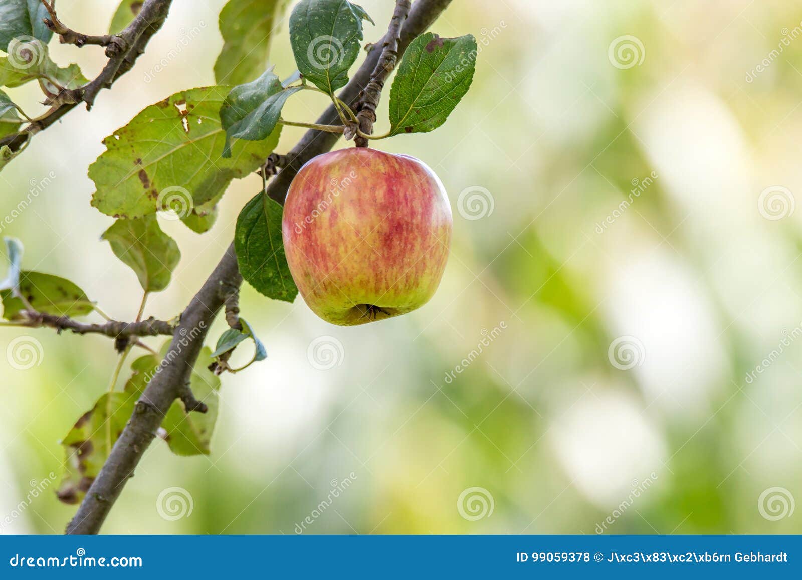 Apple on a twig stock photo. Image of nature, freshness - 99059378