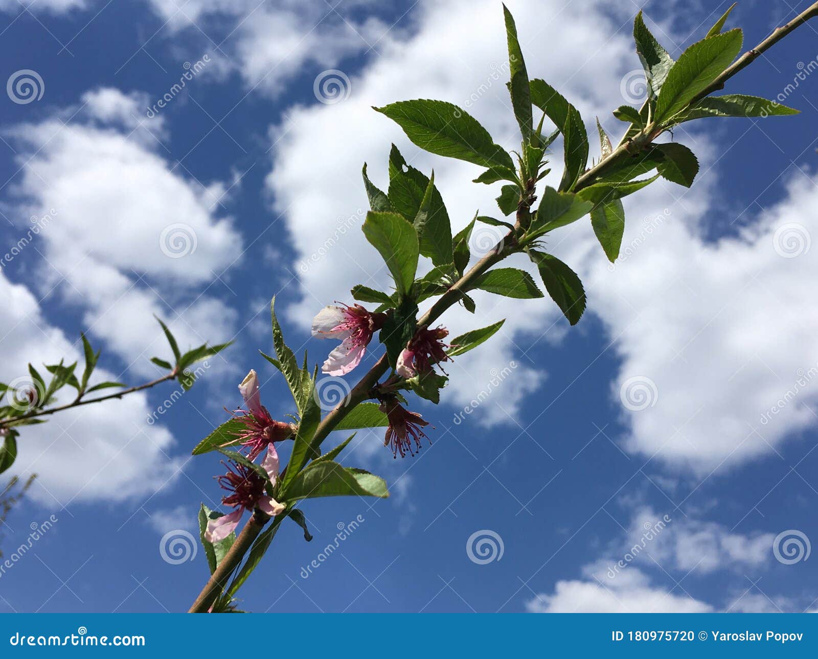 Twig on a Background of Blue Sky with Beautiful Clouds. Natural ...