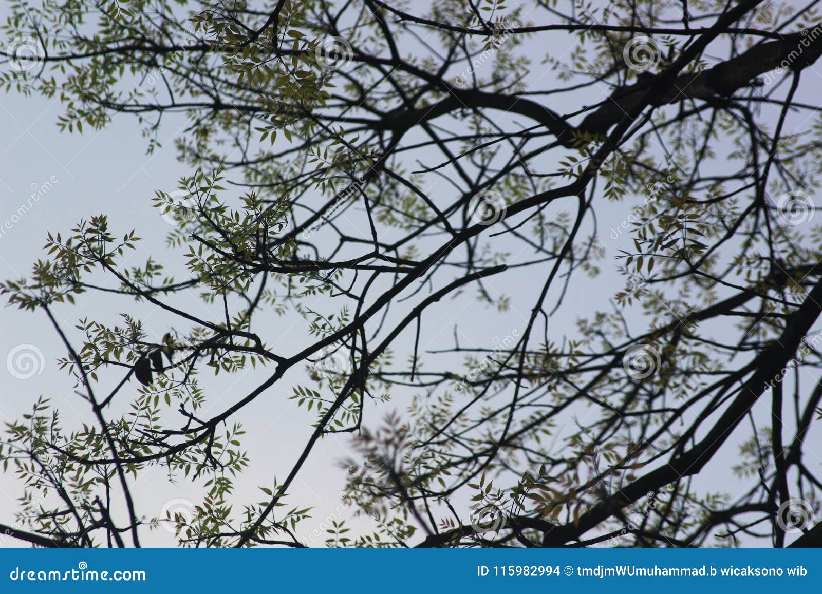 Texture stock photo. Image of writing, teks, texture - 115982994