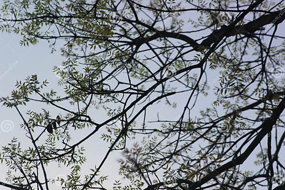 Texture stock photo. Image of writing, teks, texture - 115982994