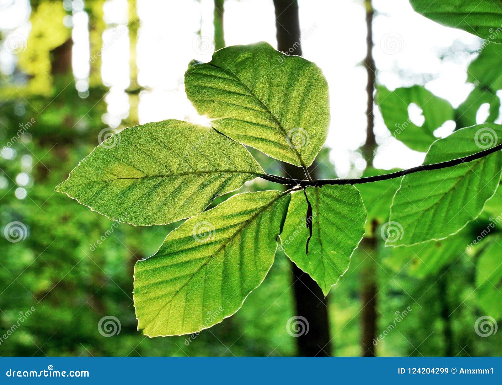 Twig of Beech Leaves Backlit by the Sun Stock Image - Image of ...