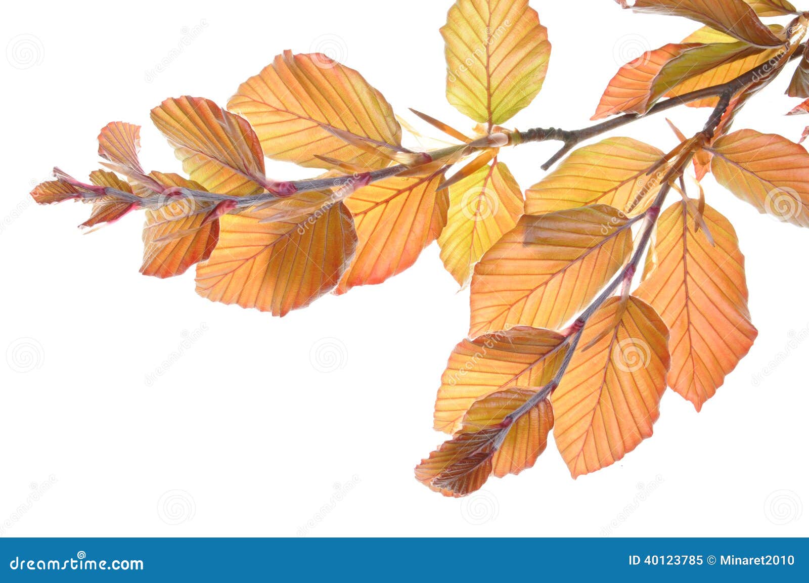 Twig beech tree in spring stock image. Image of color - 40123785