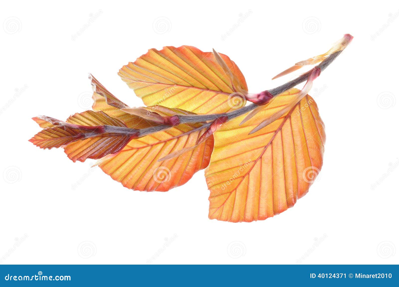 Twig beech tree in spring stock image. Image of natural - 40124371