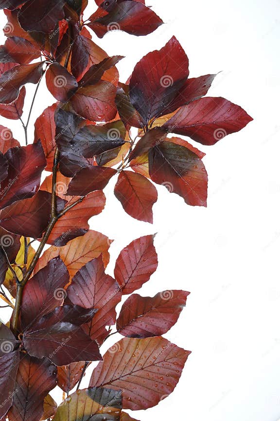 Twig beech tree in spring stock image. Image of fresh - 40675277