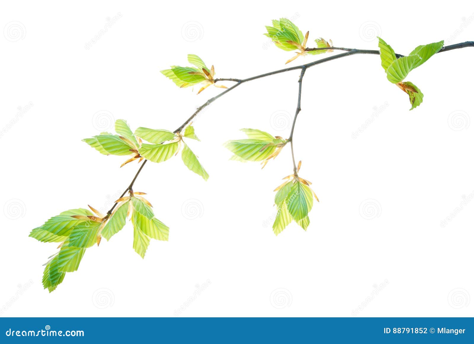 Twig-of-beech-tree-with-translucent-young-leaves-isolated-on-white ...