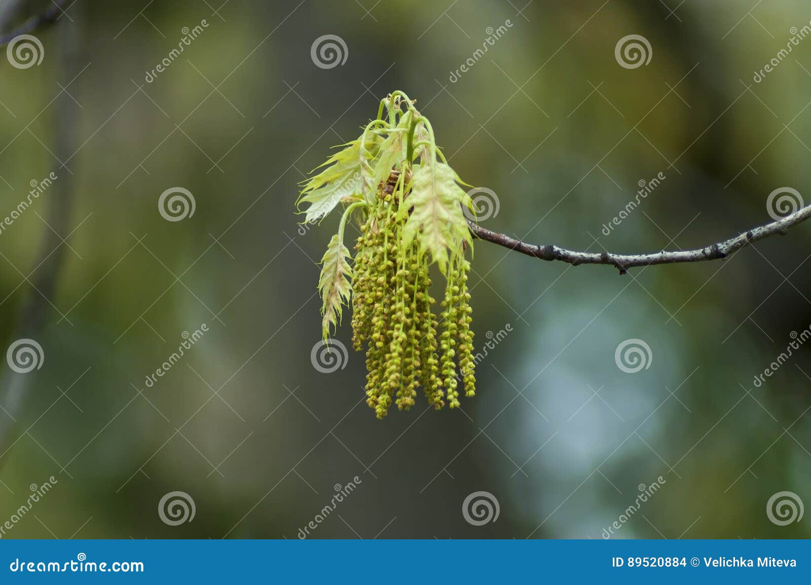 Twig with Bloom and Leaves of a White Poplar Tree or Populus Albal in ...