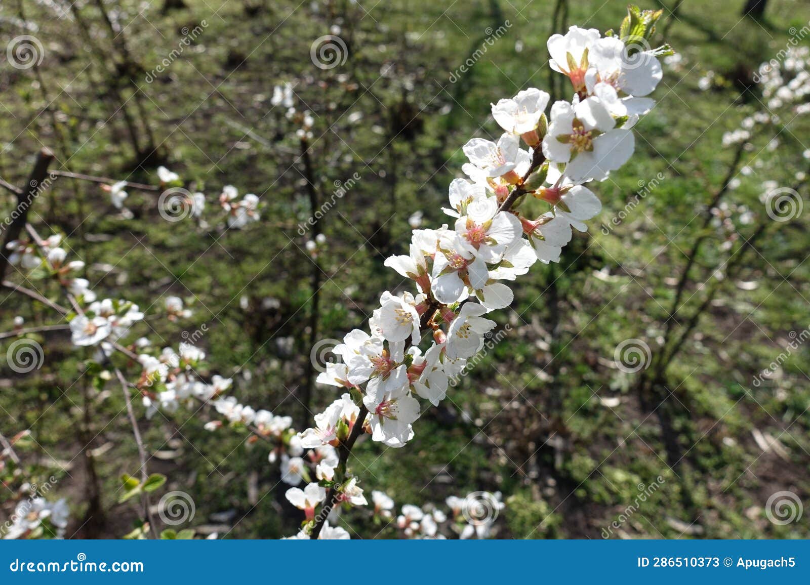 Twig of Blossoming Prunus Tomentosa Stock Image - Image of shanghai ...