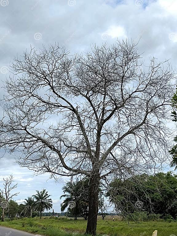 The Twig Branch a Tree Beautiful and the a Road Stock Photo - Image of ...