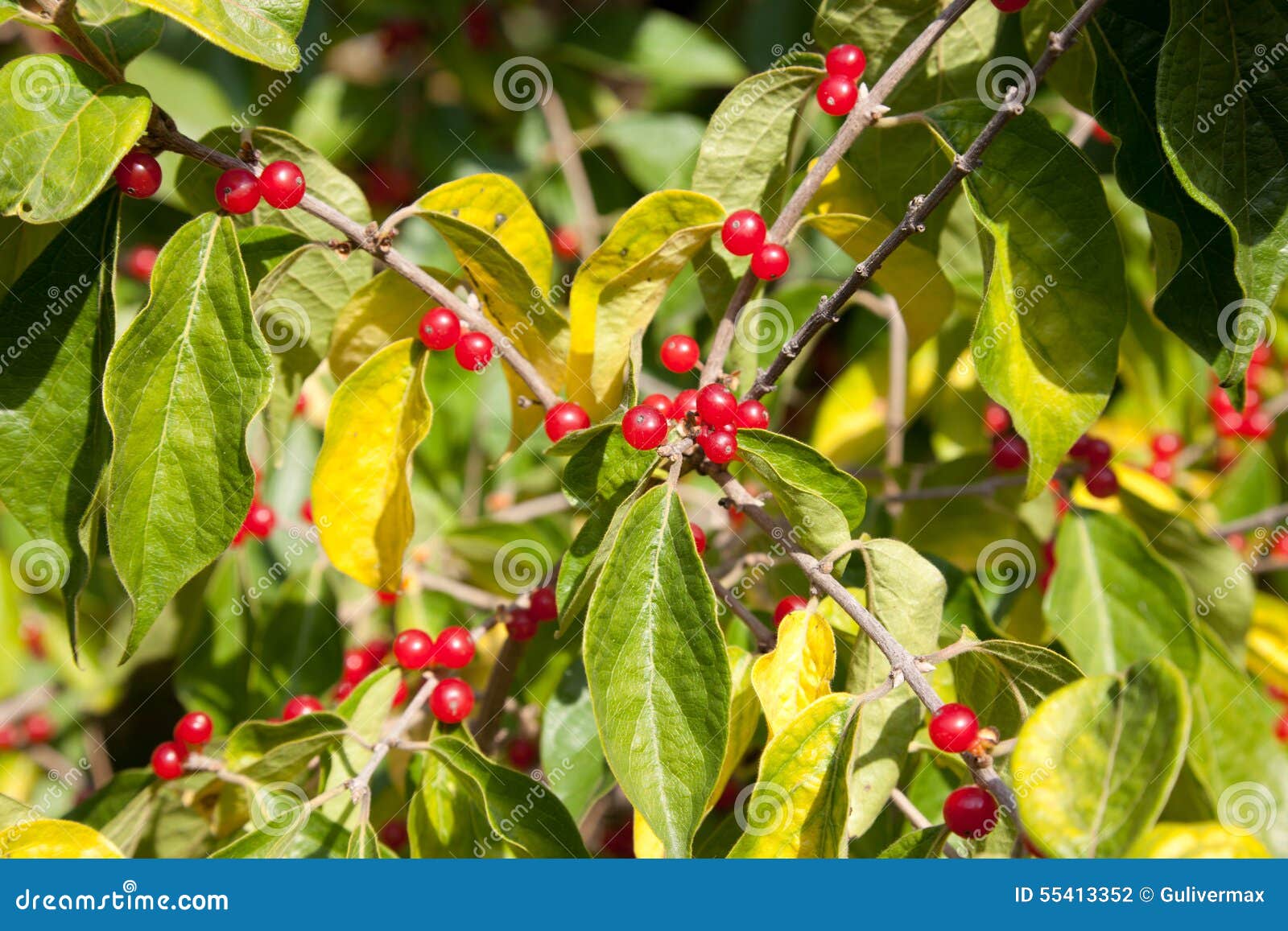 Twig with Bright Red Berries Stock Photo - Image of berry, freshness ...