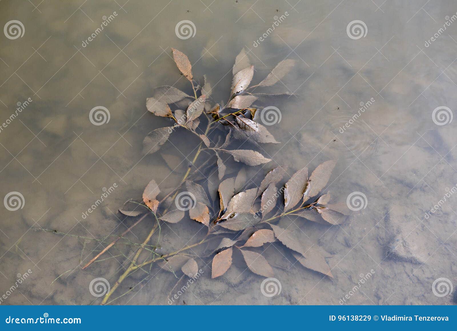 A Twig with Brown Leaves Drowned in a Pool Stock Image - Image of water ...