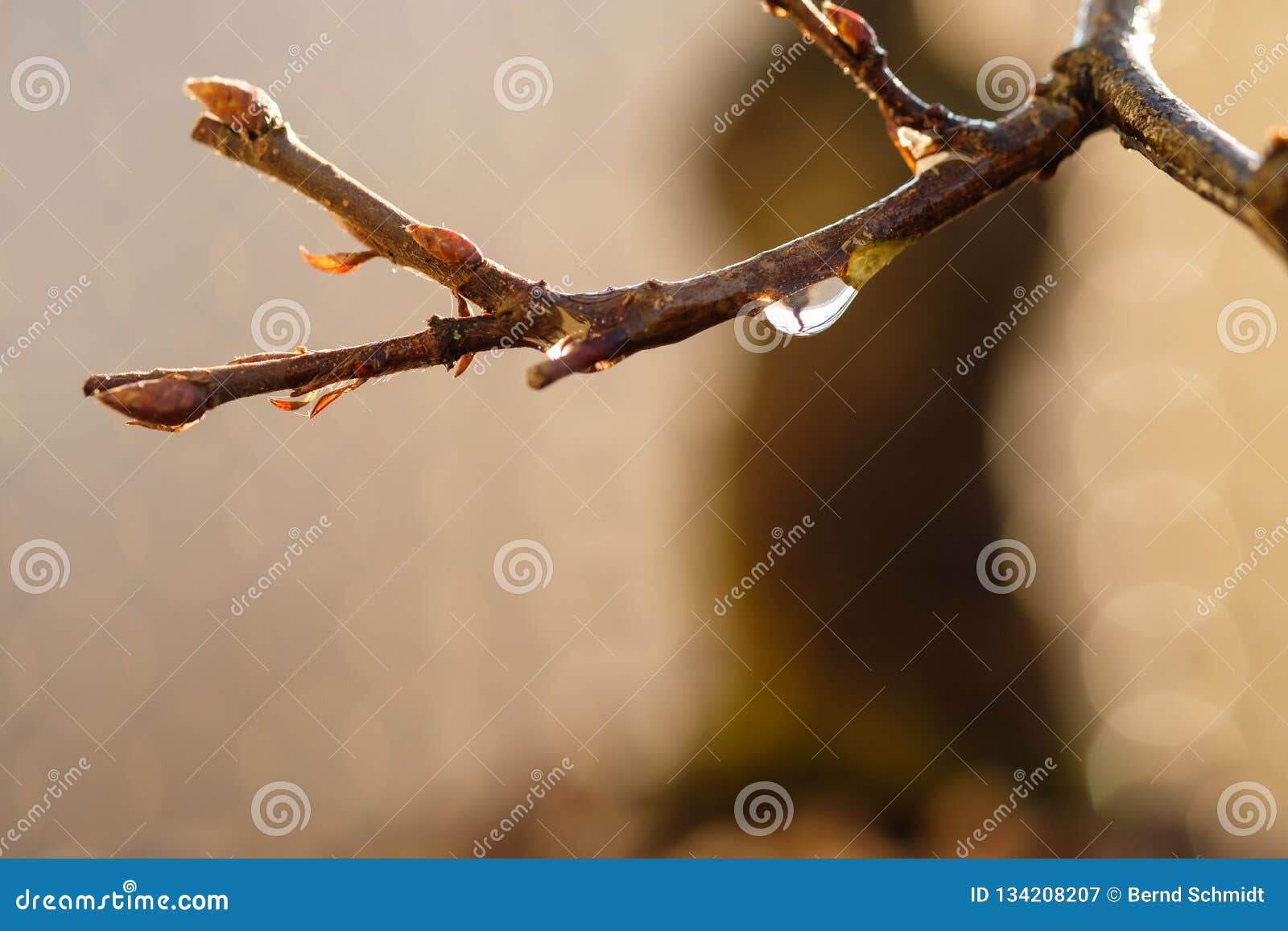 Twig with Bud and Water Drop Stock Image - Image of plant, closeup ...