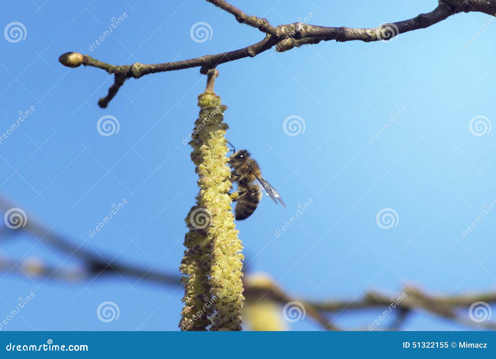 Twig catkins stock image. Image of fresh, flower, easter - 51322155