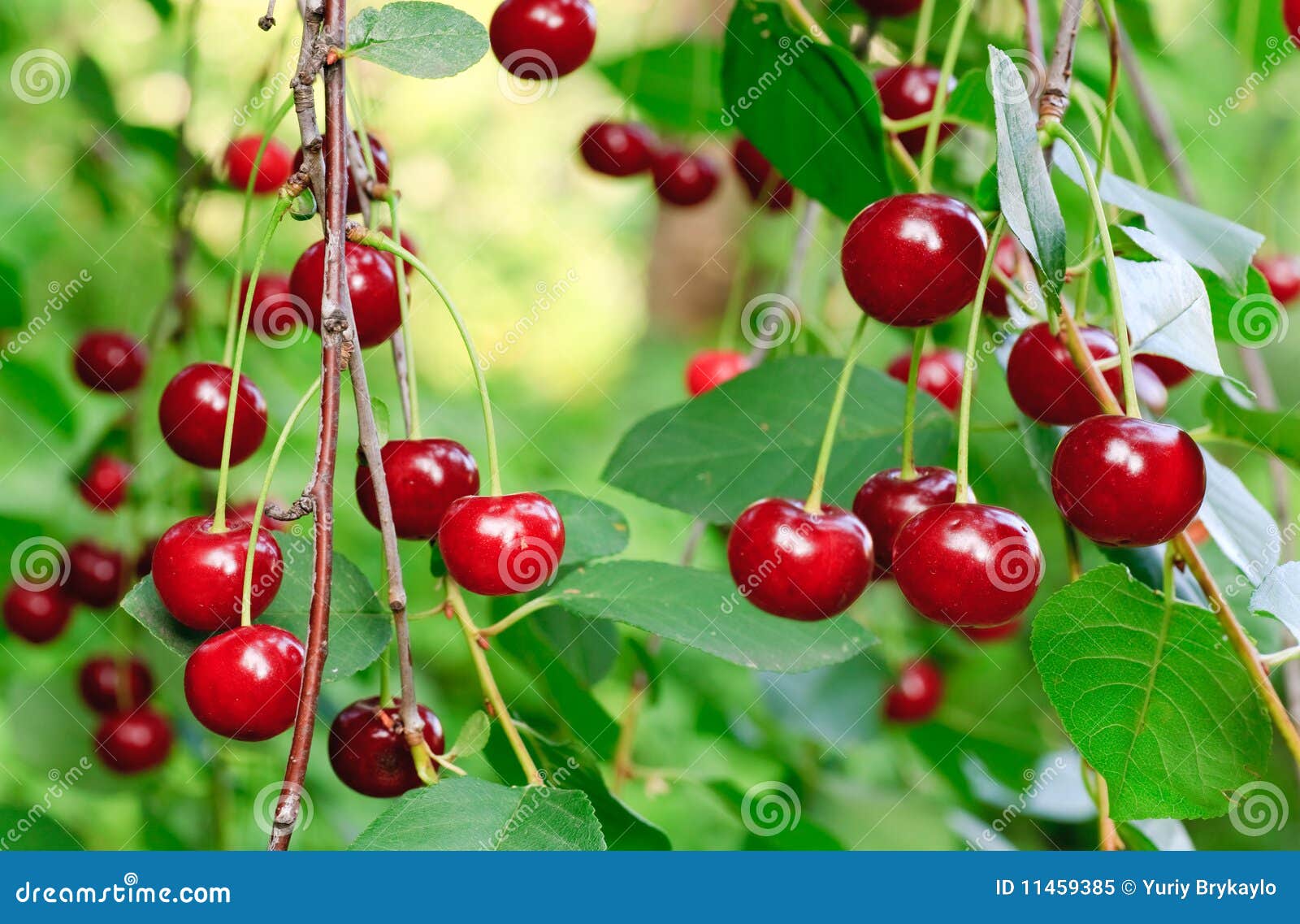 Twig of Cherry-tree with Red Cherries Stock Image - Image of green ...