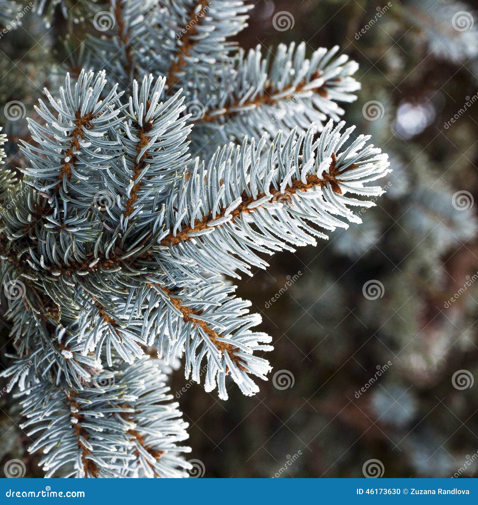Twig of conifer stock photo. Image of closeup, white - 46173630