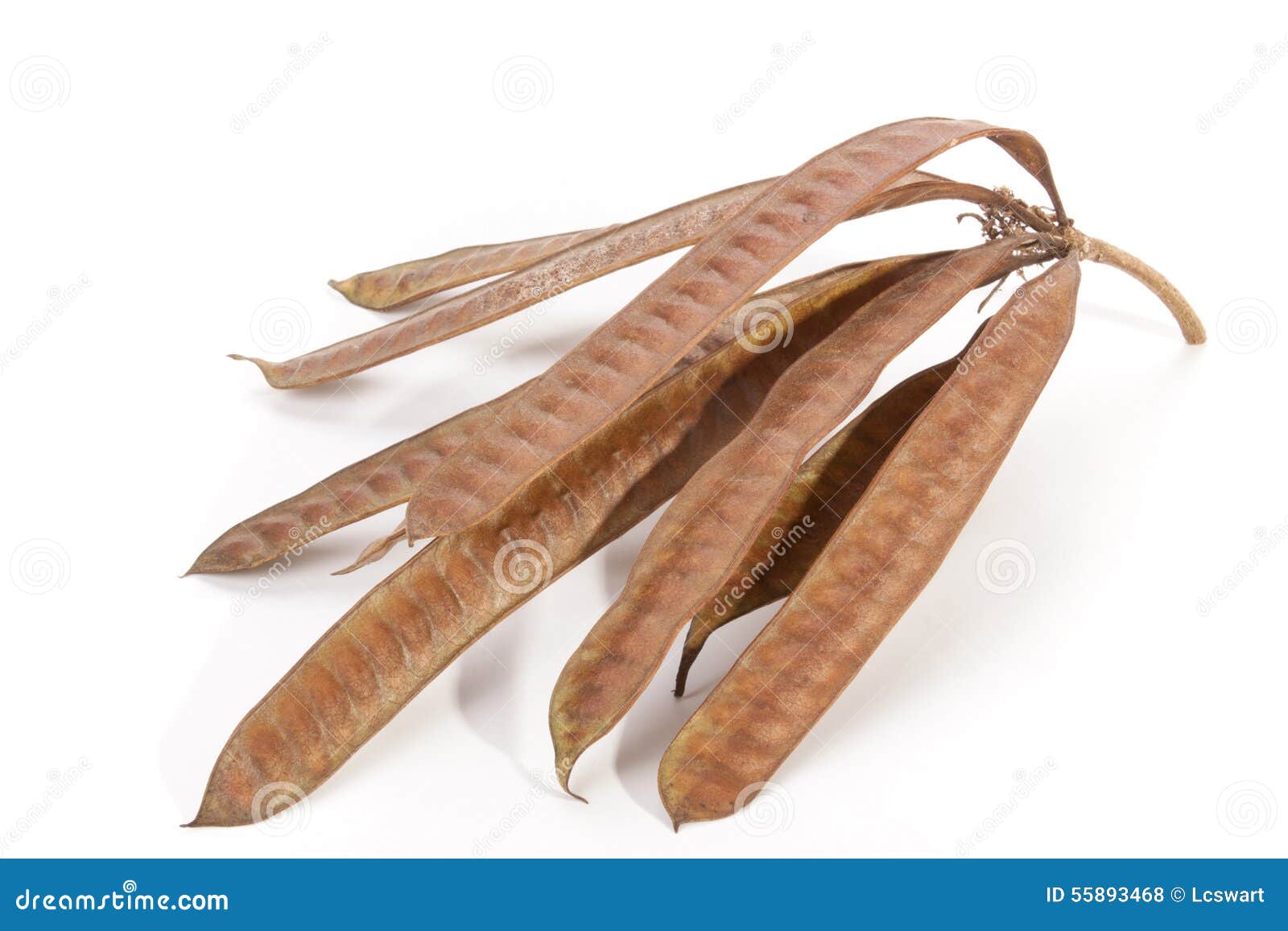 Twig Containing Cluster of Elongated Seed Pods Stock Photo - Image of ...