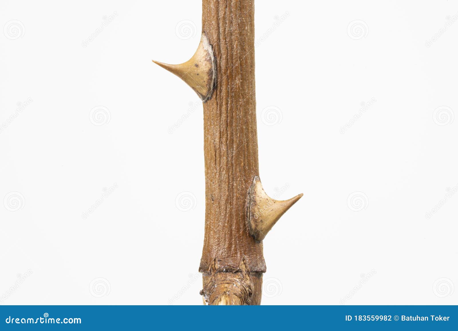 Twig with Dried Rose Thorns, Isolated on White Stock Photo - Image of ...