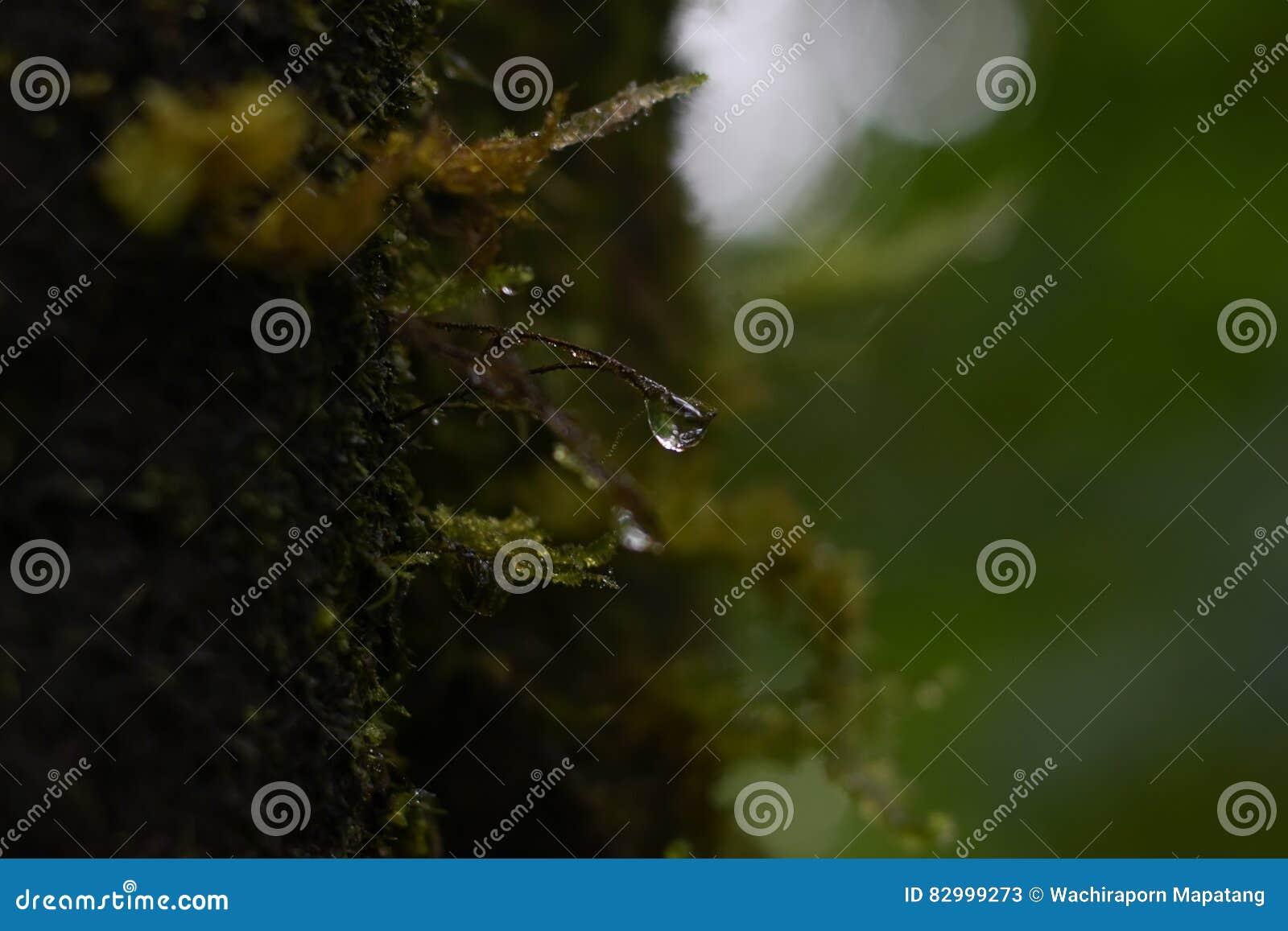 Twig with a Drop of Water on Green Nature Blurred Background Stock ...