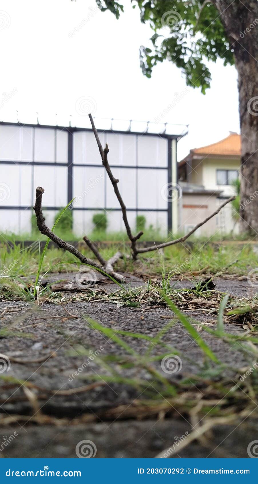 A Twig Fell Out of a Tree in the Afternoon Stock Photo - Image of tree ...