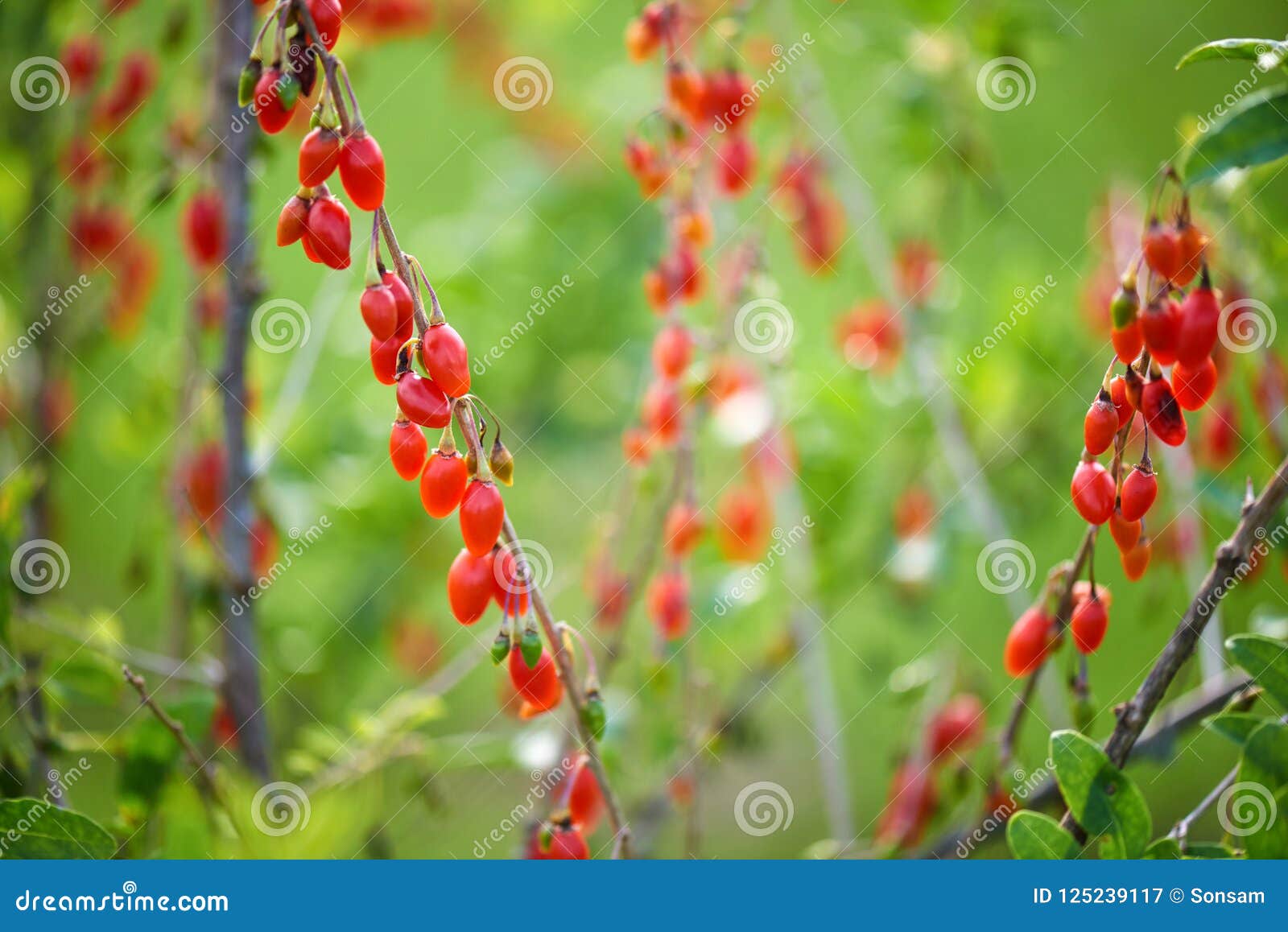 Goji Berry - Twig Filled with Fresh Goji Berries Stock Image - Image of ...