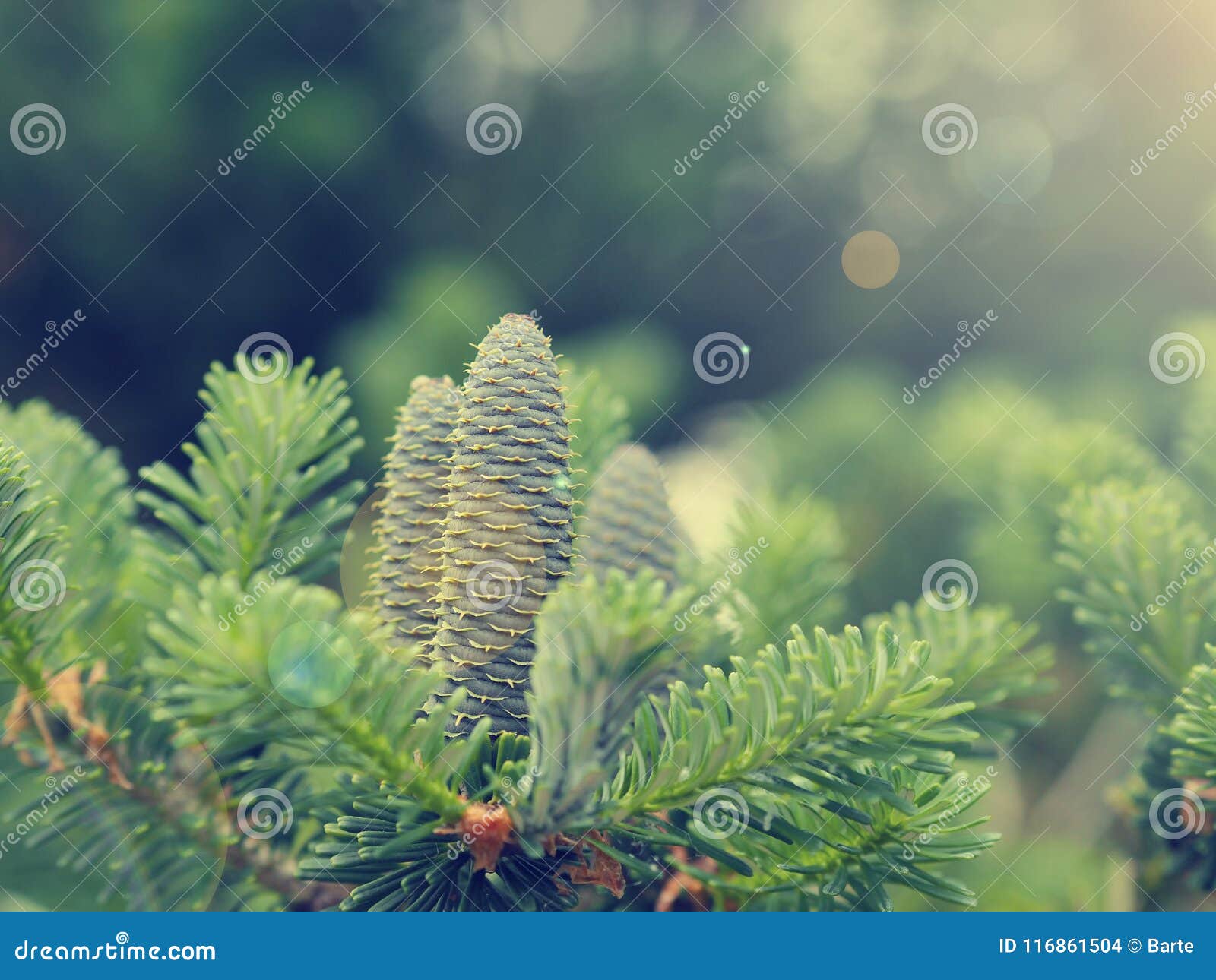 Fir Tree, Growing Concept Background Stock Photo - Image of cone, macro ...