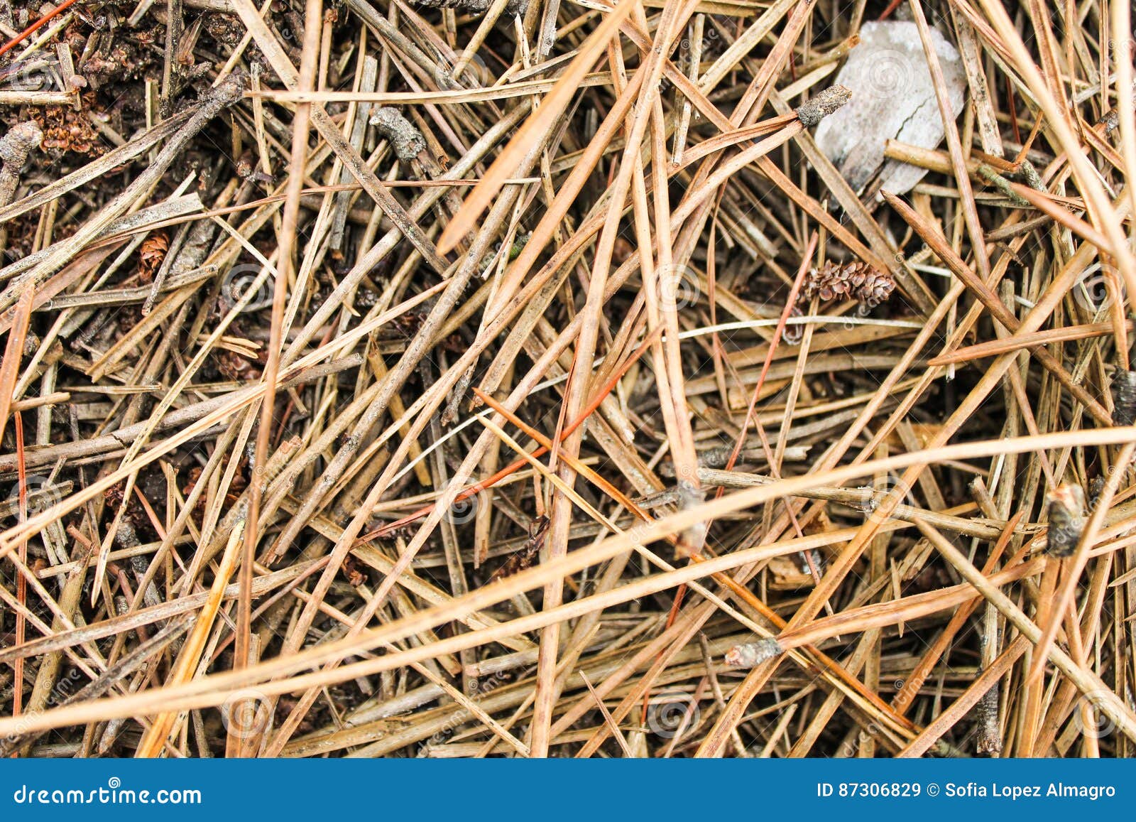 Twig Forest Background stock image. Image of pattern - 87306829