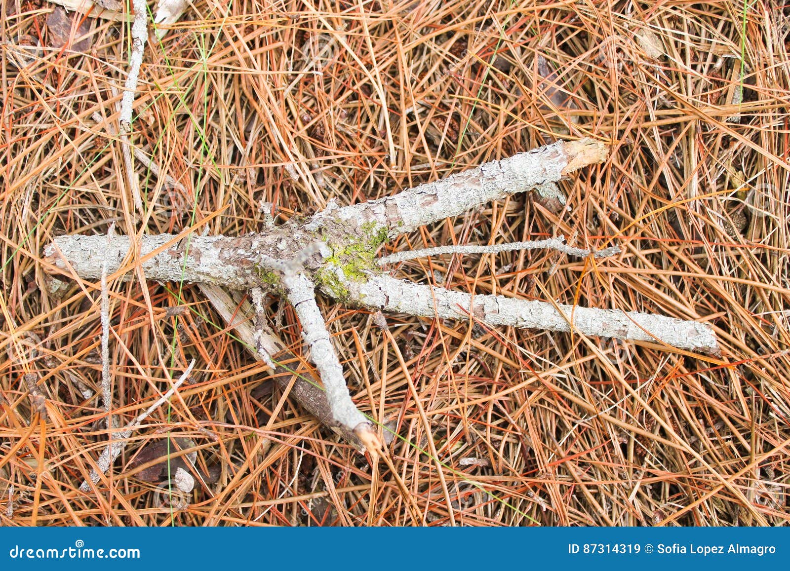 Twig in the Forest Ground stock image. Image of ground - 87314319