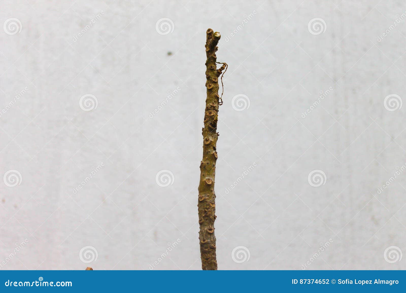 Twig in a Forest stock photo. Image of twigs, macro, nature - 87374652