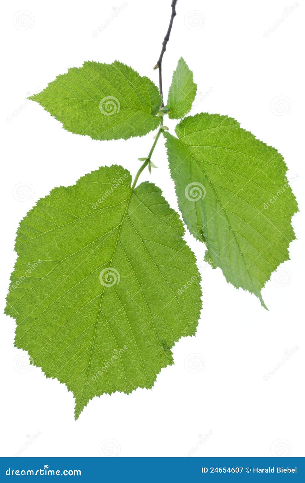 Twig with Fresh Hazel Leaves in Spring Stock Image - Image of corylus ...