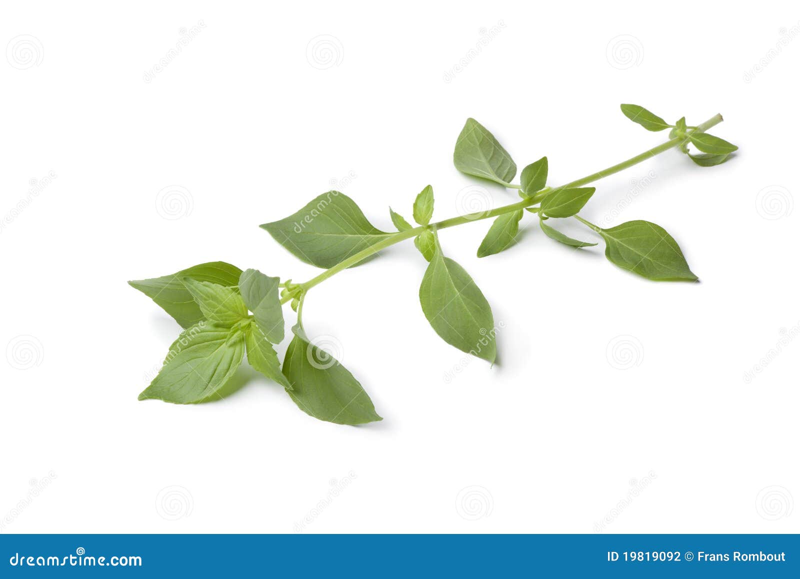 Lemon Basil Holy Ocimum Gratissimum Hoary Thai Lemon Basil Lao Seeds ...