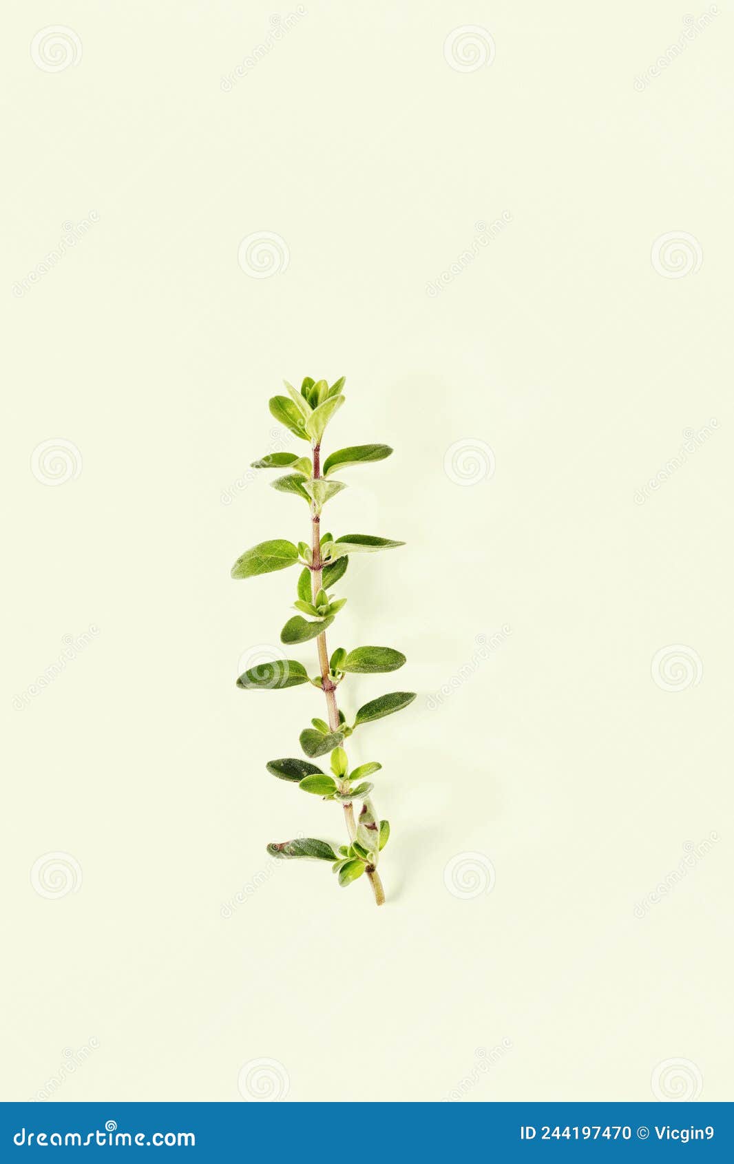 Twig of fresh origanum stock photo. Image of condiment - 244197470