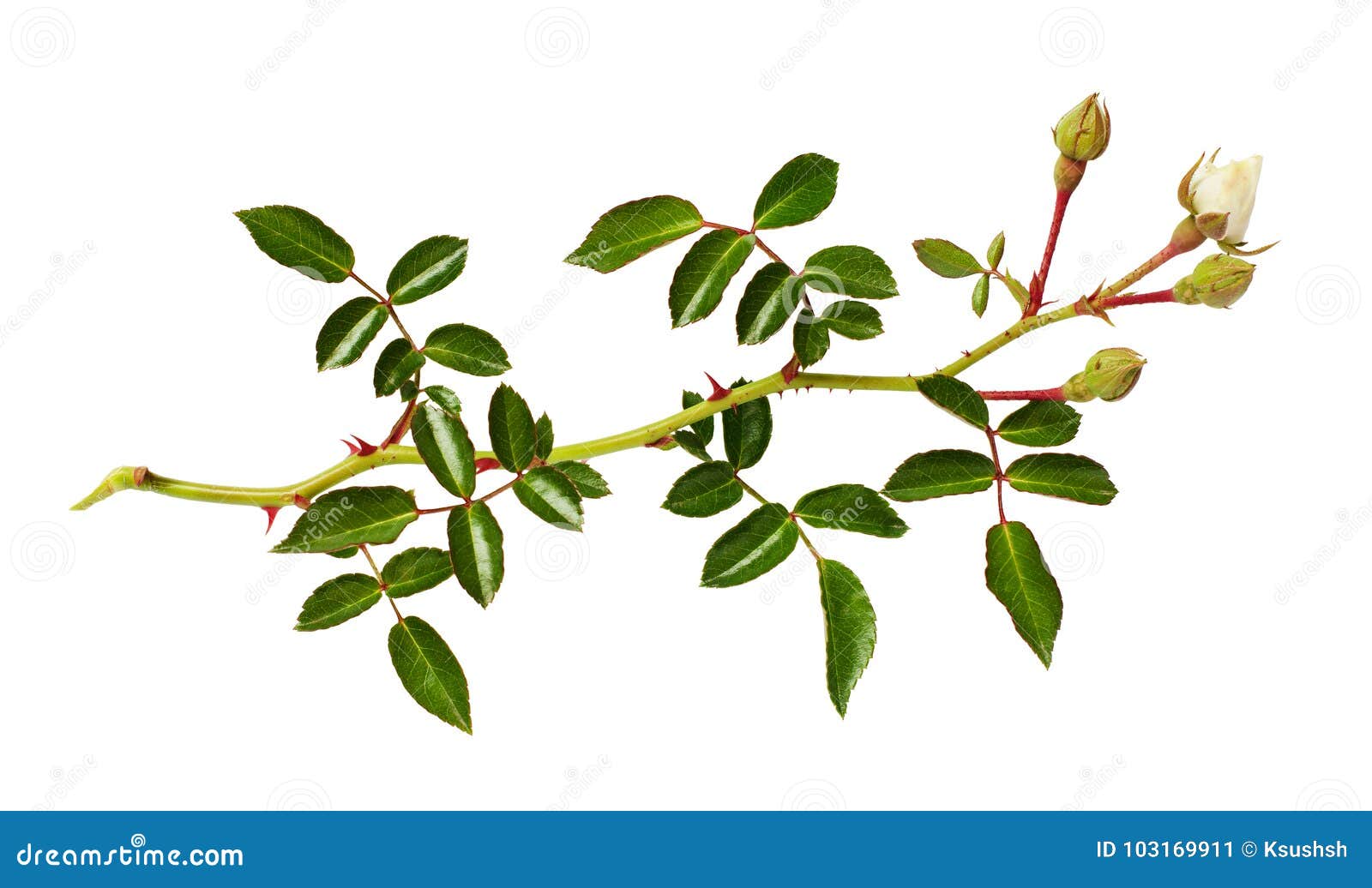 Twig of Garden Rose Flowers, Buds and Leaves Stock Image - Image of ... Twig of Garden Rose Flowers, Buds and Leaves Stock Image - Image of ...