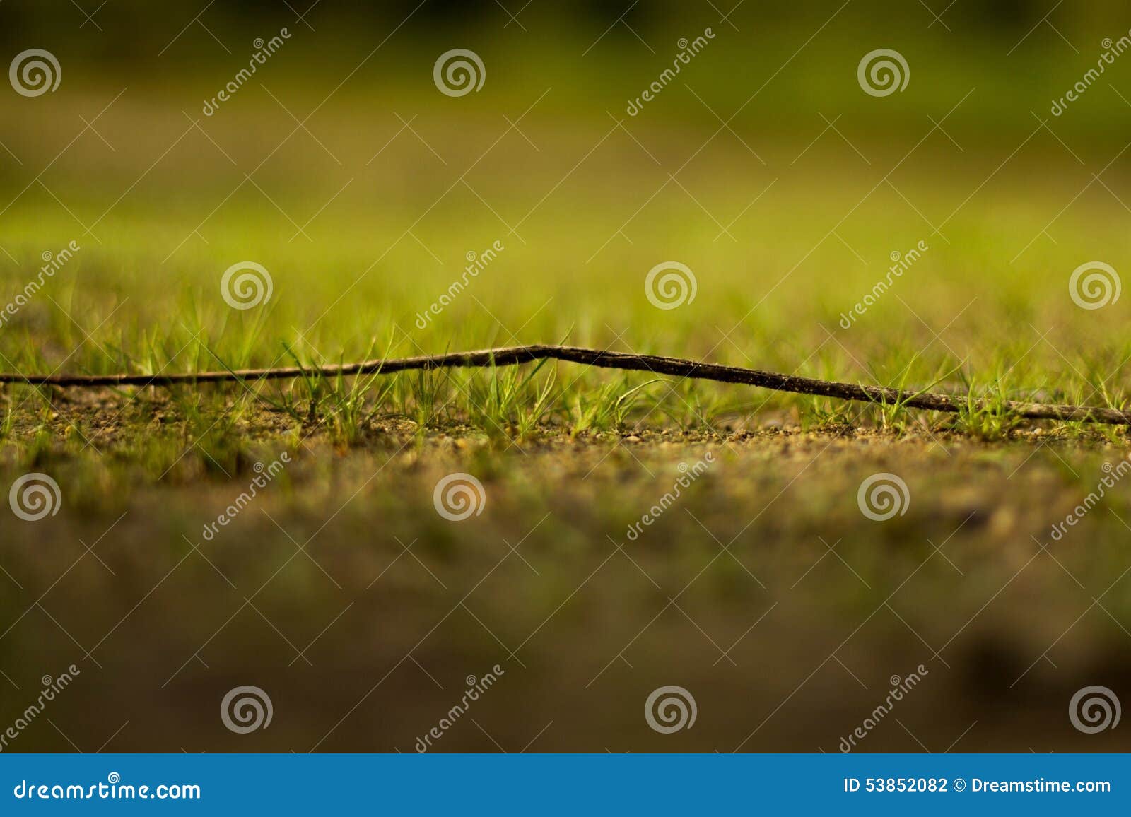 Twig on grass stock photo. Image of green, blurred, twig - 53852082