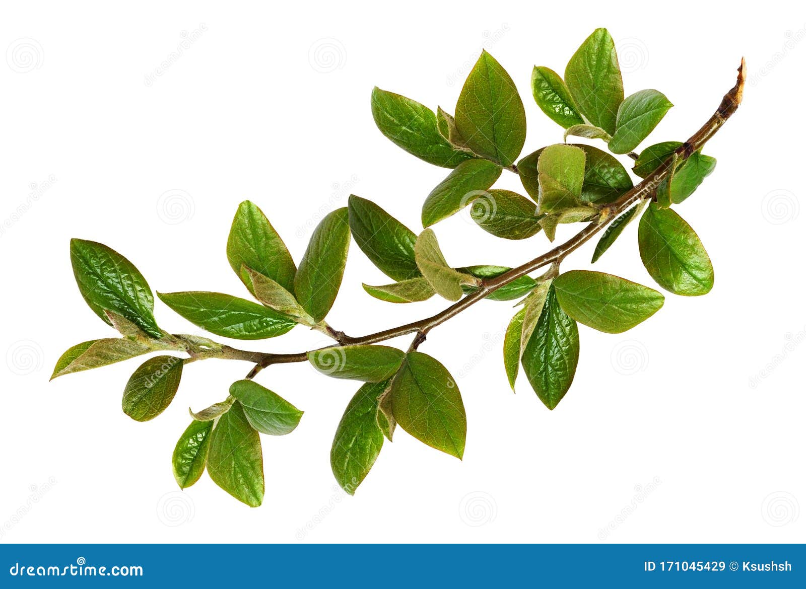 Twig with green leaves stock image. Image of closeup - 171045429