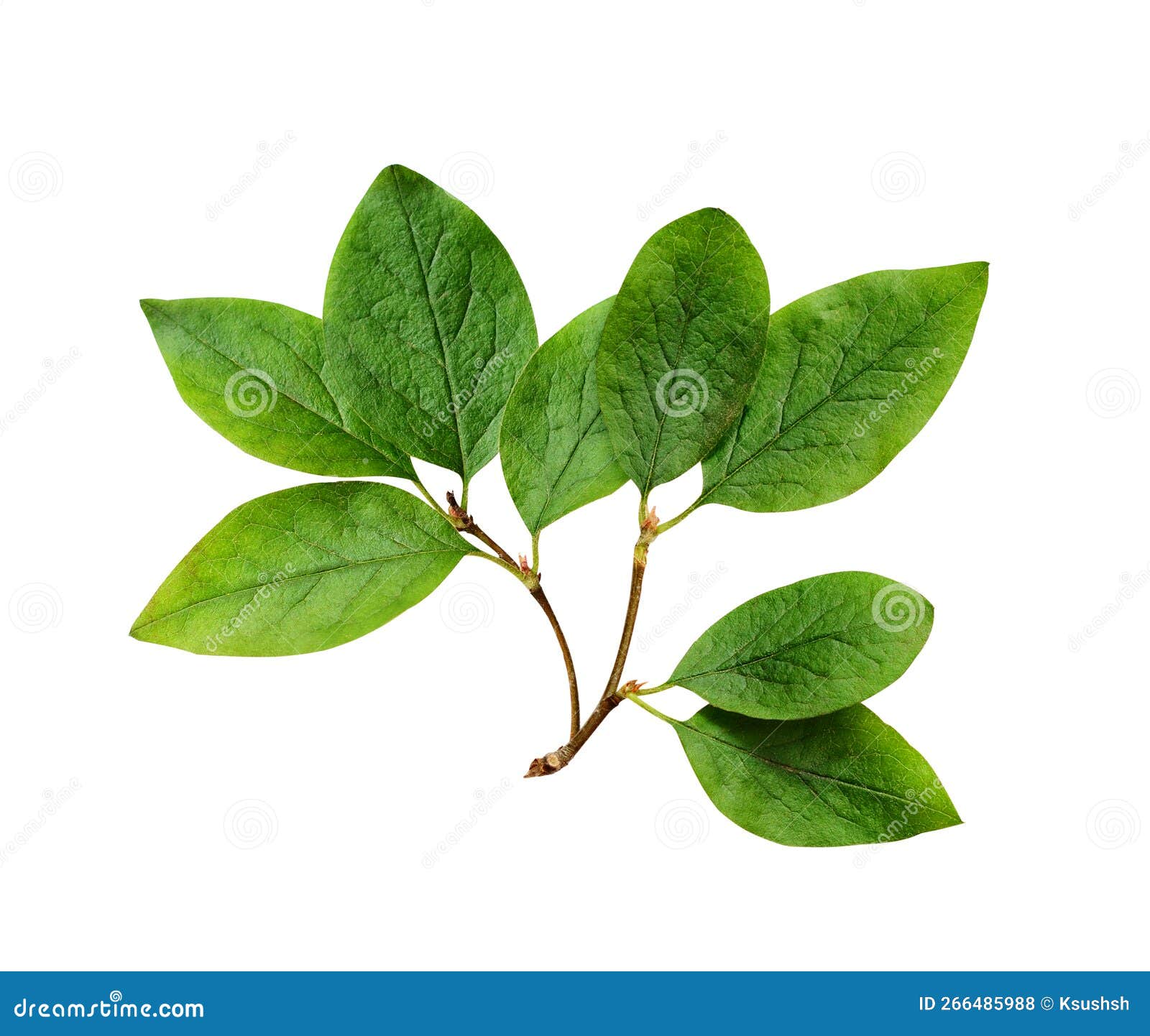 Twig with Green Leaves Isolated Stock Photo - Image of clipart, growth ...