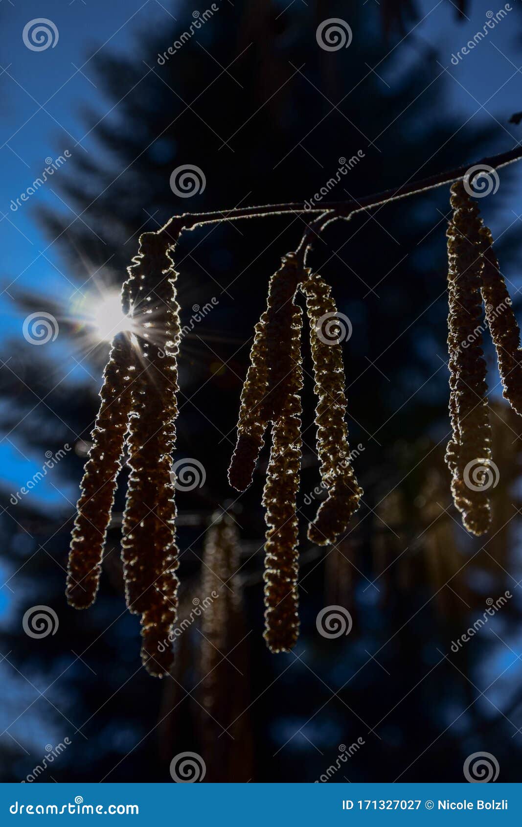 Twig of Hazel Tree Against the Sun on a Sunny Spring Day Stock Image ...