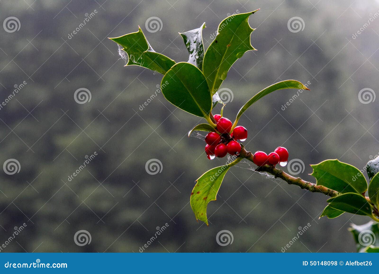 Twig of holly stock photo. Image of holidays, berries - 50148098
